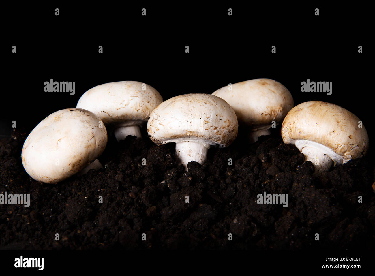 Edible button mushroom Stock Photo - Alamy