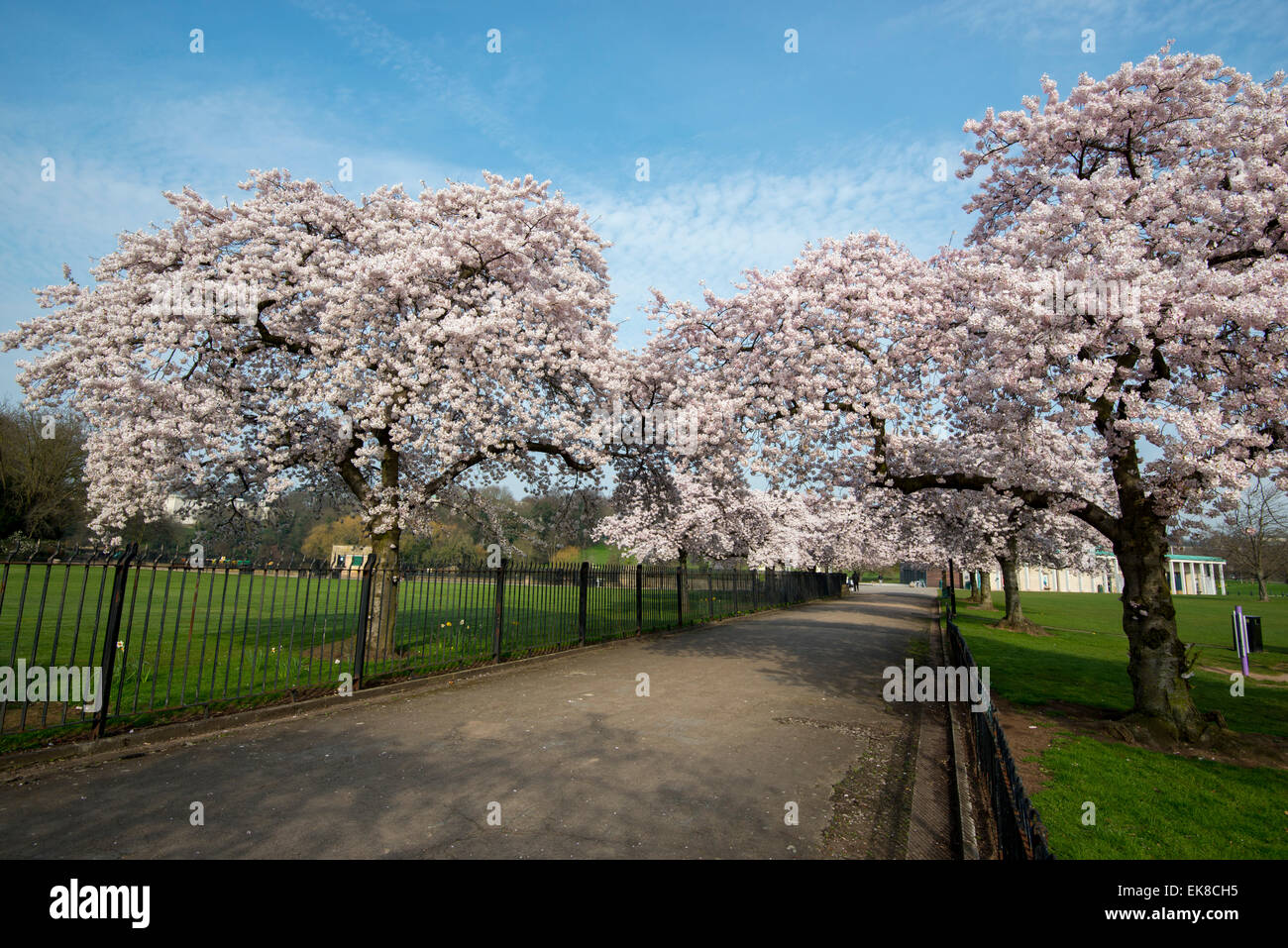 Spring blossom on trees at Highfields University Park in Nottingham ...