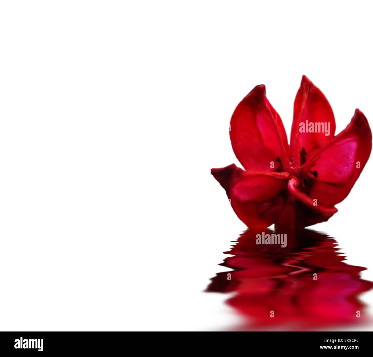 red flower water Stock Photo - Alamy