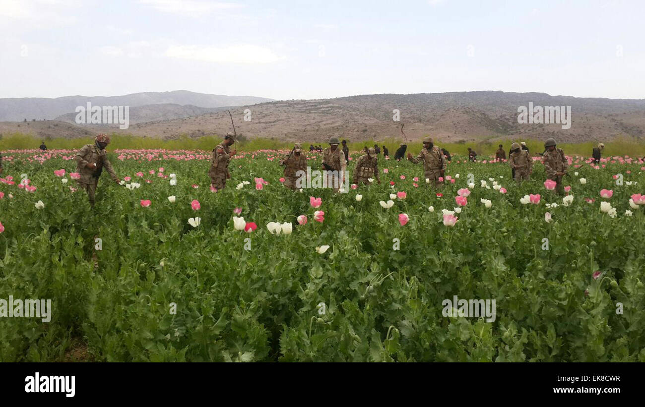 Loralai. 8th Apr, 2015. Pakistani security officials destroy a poppy ...