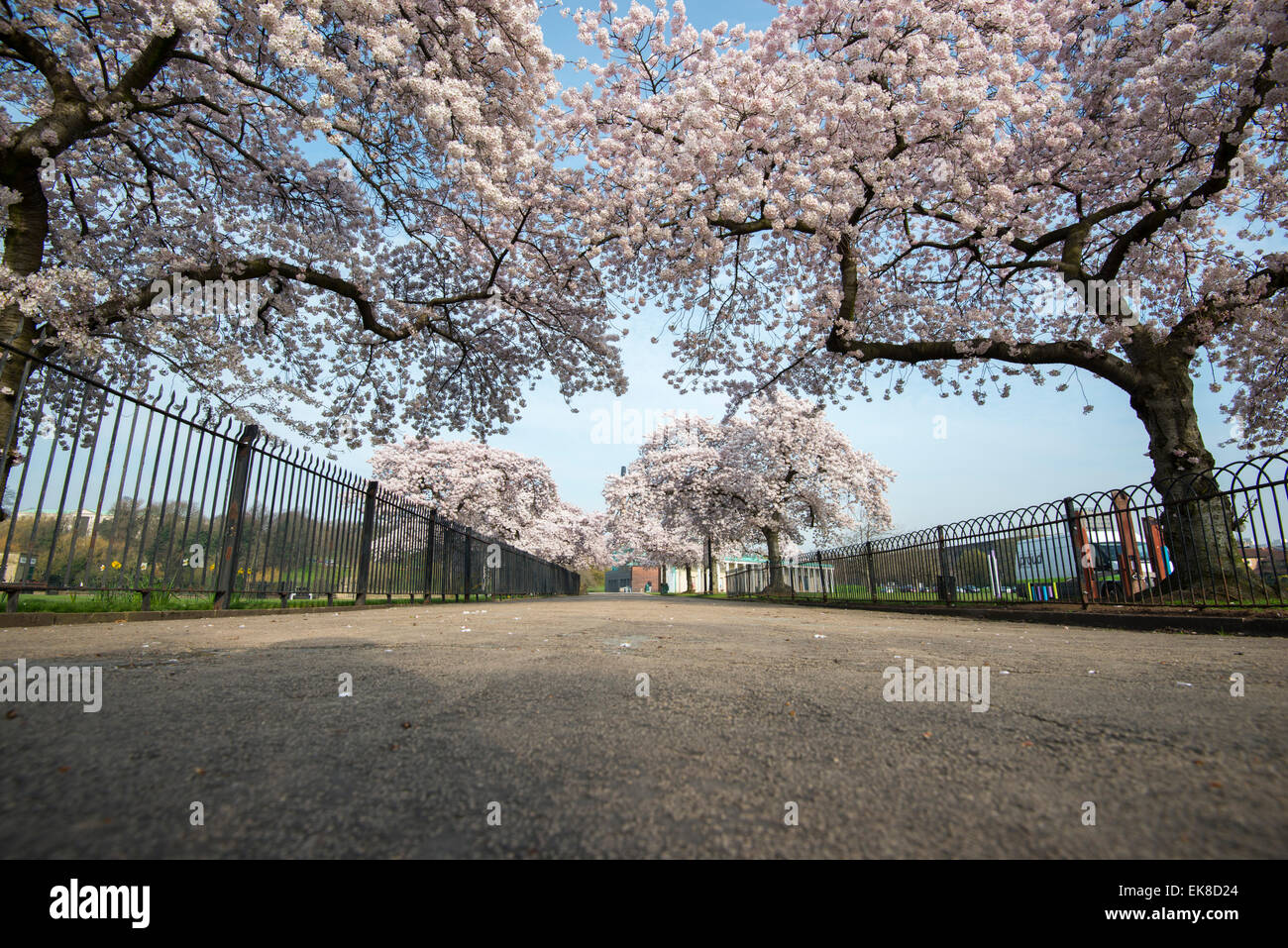 Spring blossom on trees at Highfields University Park in Nottingham ...
