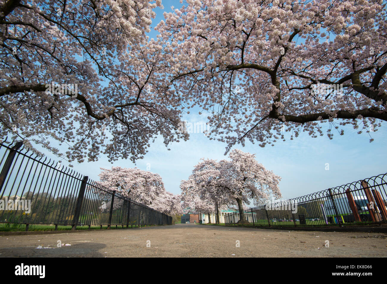 Spring blossom on trees at Highfields University Park in Nottingham ...