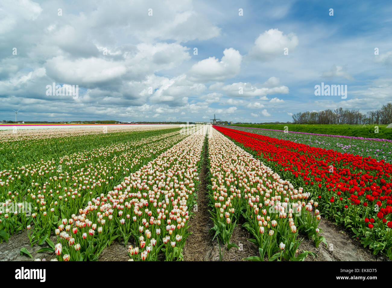 Springtime In Holland Stock Photo - Alamy