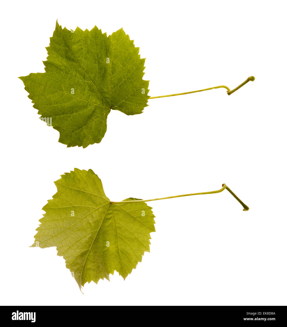 Backlit vine leaf detail Cut Out Stock Images & Pictures - Alamy