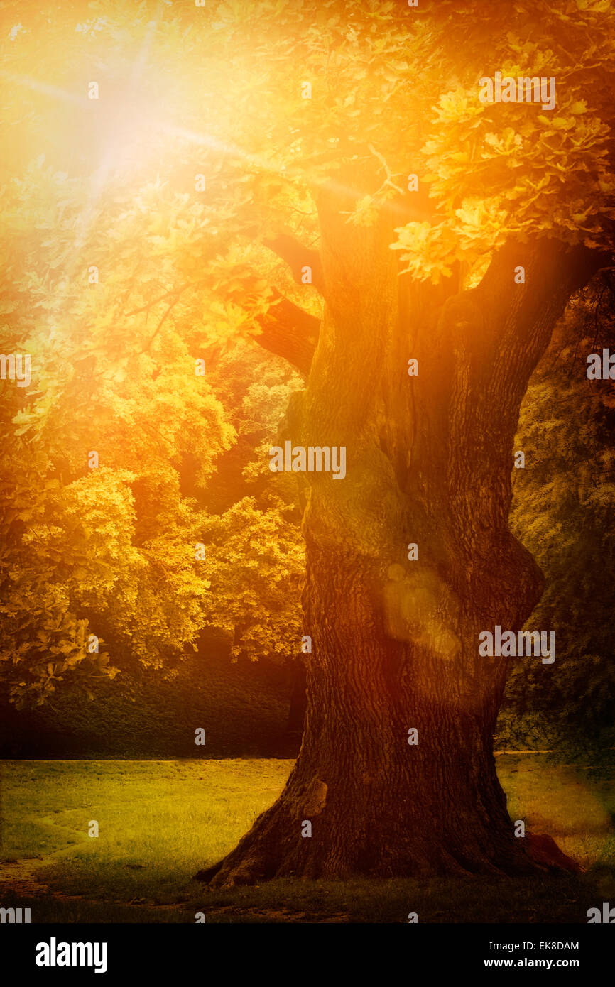 Old oak in summer sunset Stock Photo - Alamy