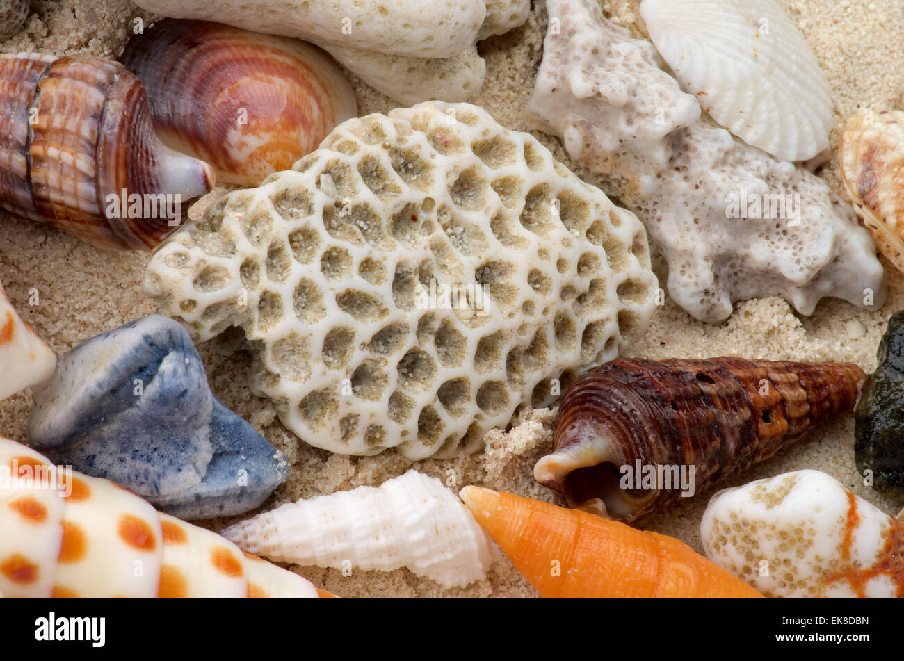 Ocean Shell Background Stock Photo - Alamy