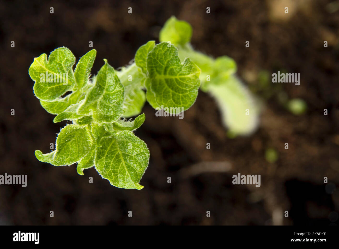 Potato plant growth in soil hi-res stock photography and images - Alamy