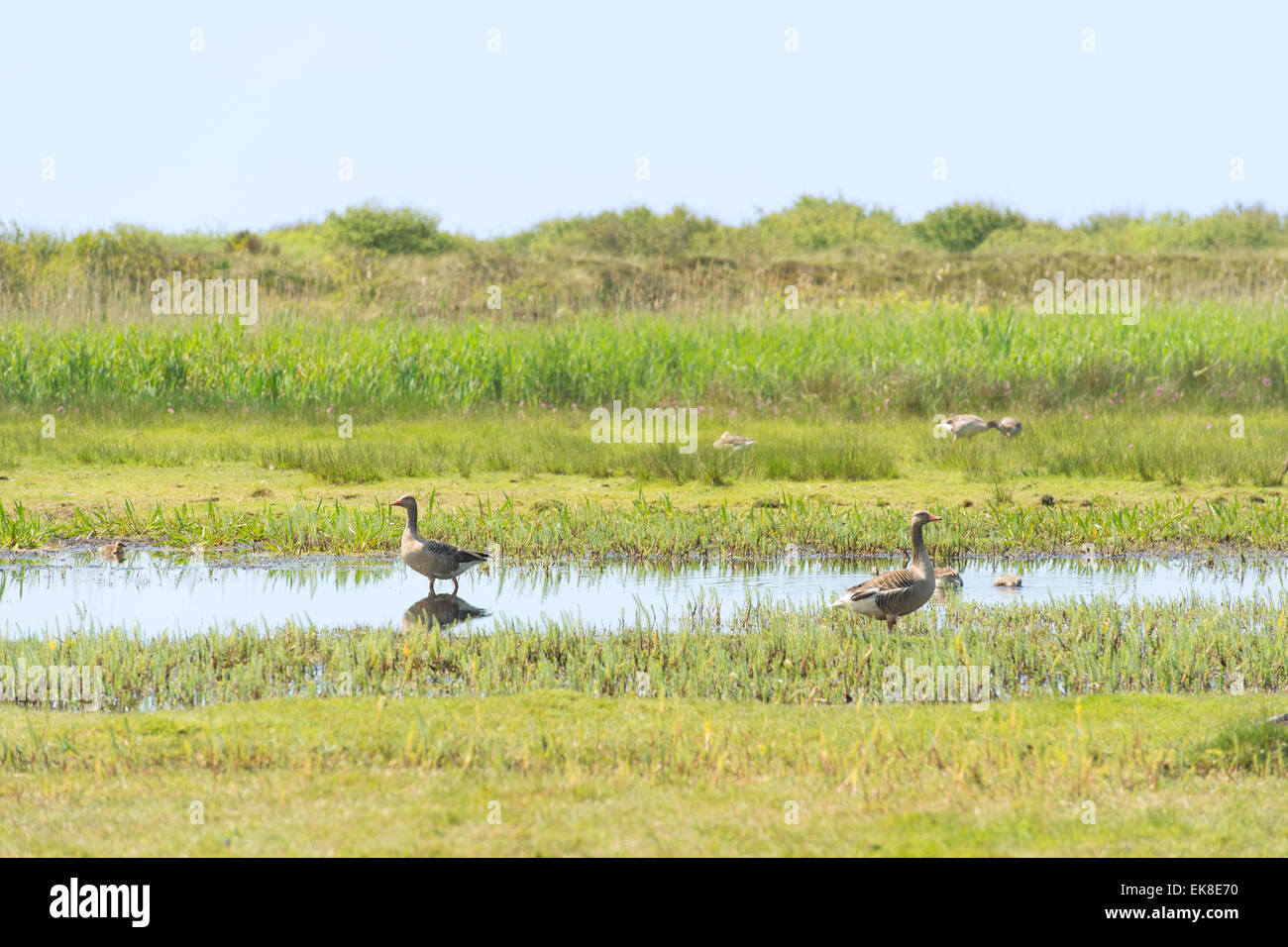 Gooses in nature landscape at Dutch Terschelling Stock Photo - Alamy