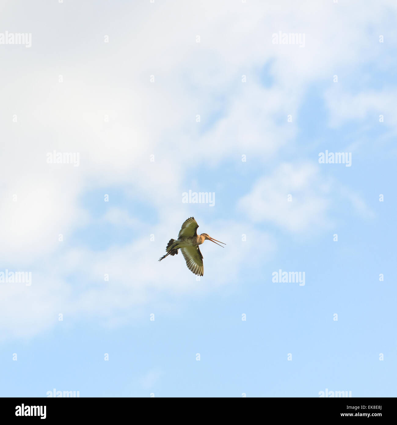bar-tailed godwit flying in the blue sky Stock Photo - Alamy