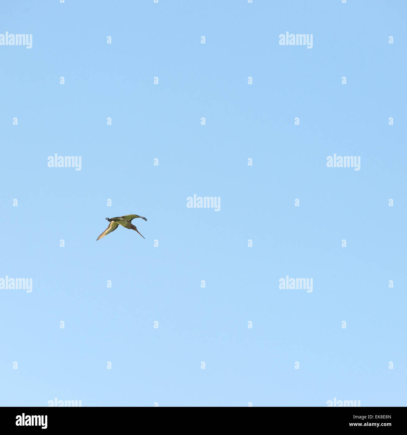 bar-tailed godwit flying in the blue sky Stock Photo - Alamy