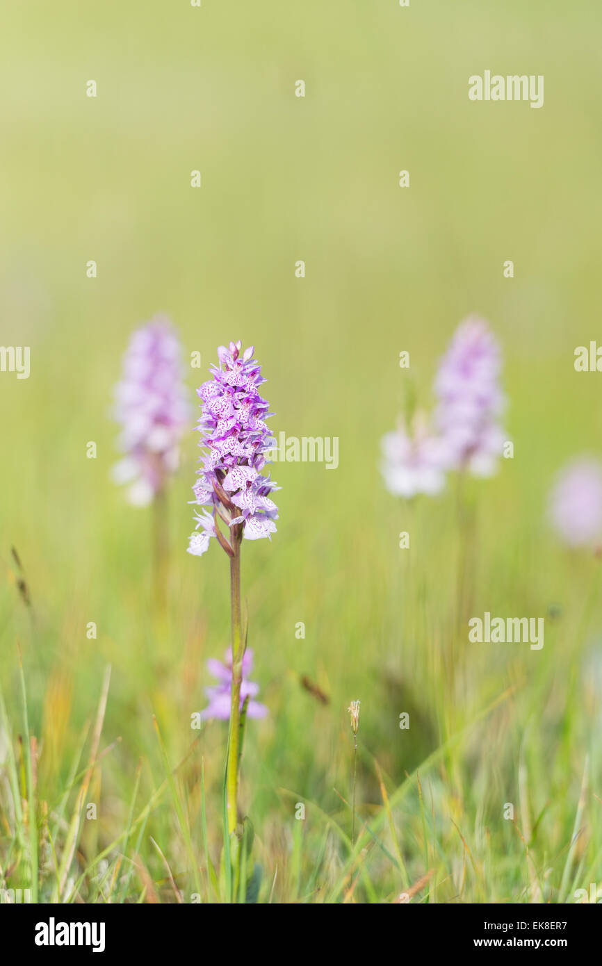 Landscape with field wild orchids Stock Photo - Alamy