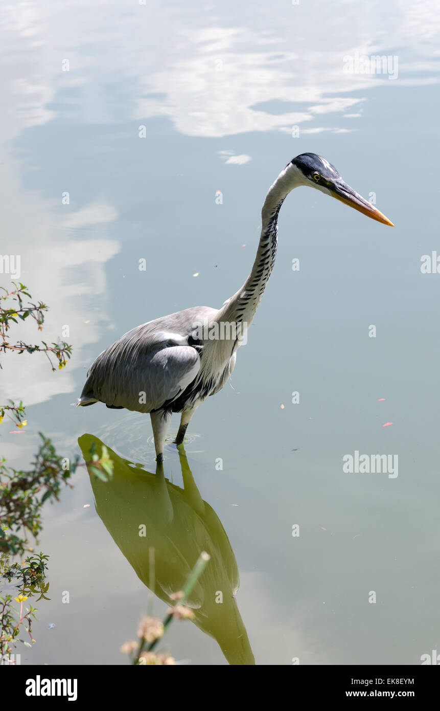 herons while hunting in a pond Stock Photo - Alamy