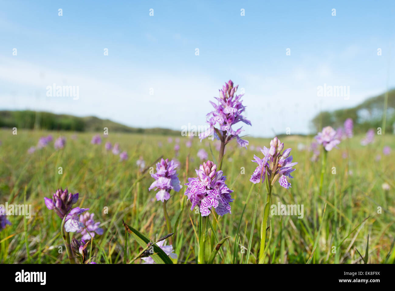 Field of orchids hi-res stock photography and images - Alamy