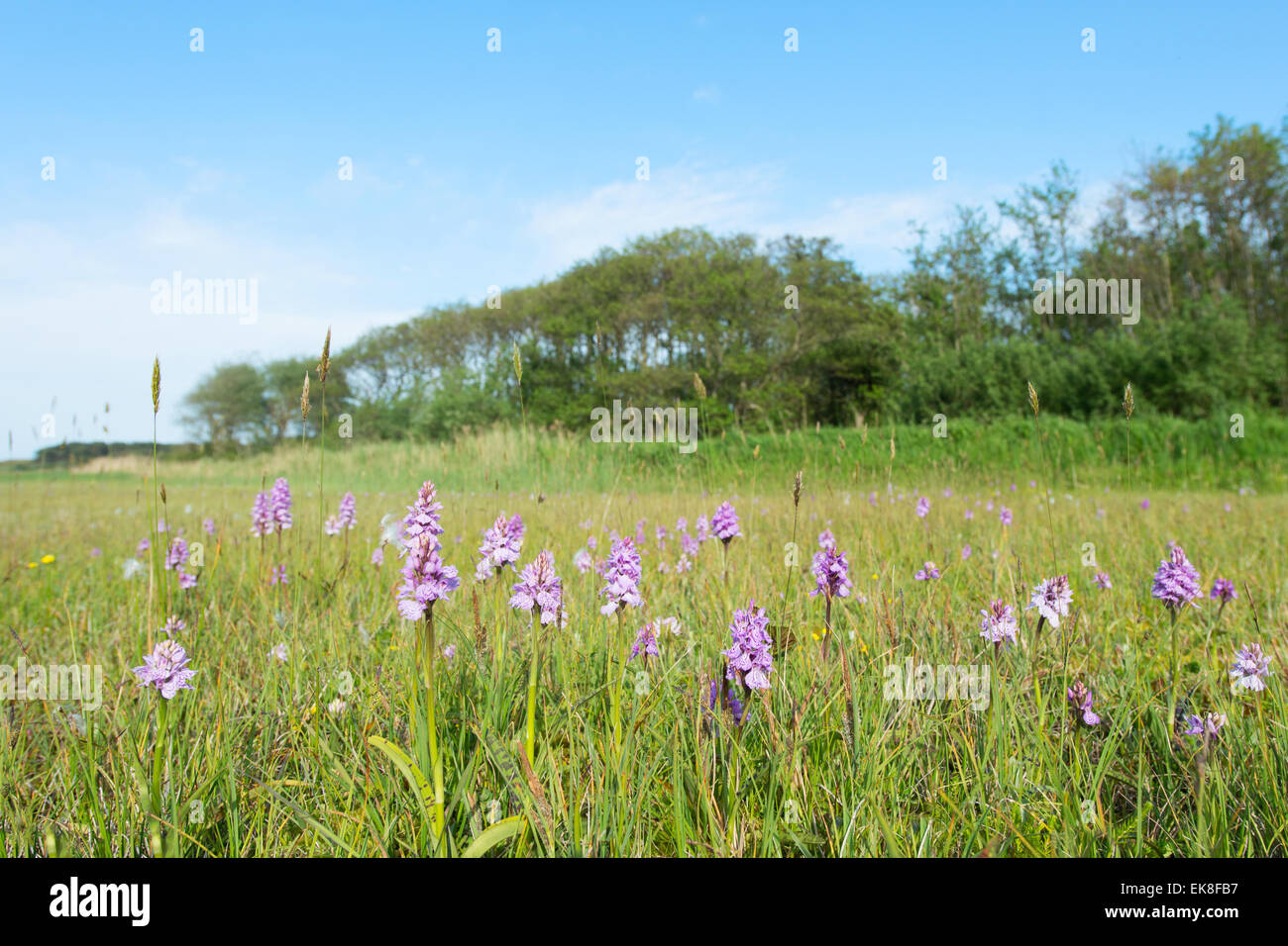 Landscape with field wild orchids Stock Photo - Alamy