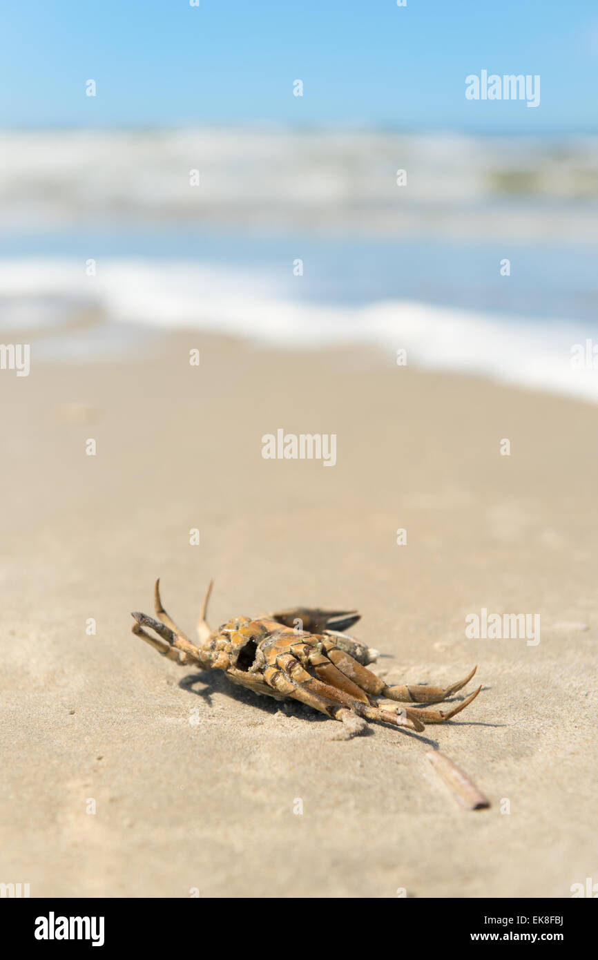 Dead crab on the beach hi-res stock photography and images - Alamy