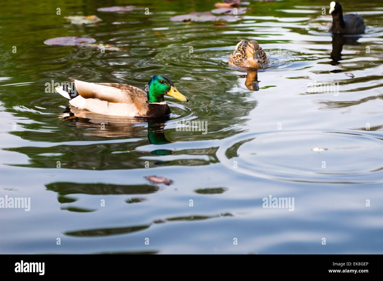 mallard duck on the lake Stock Photo - Alamy