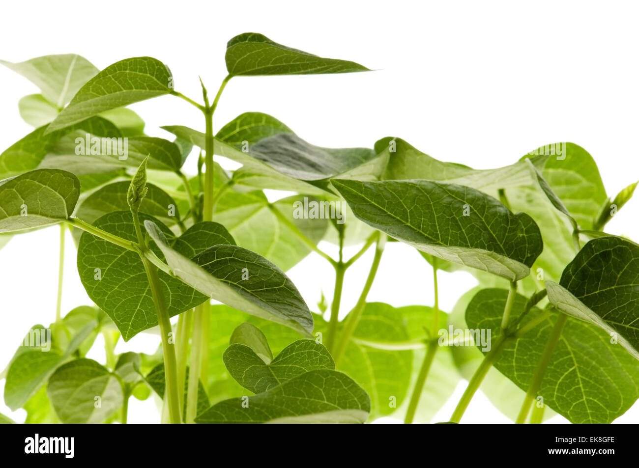 Green leave on white background Stock Photo - Alamy