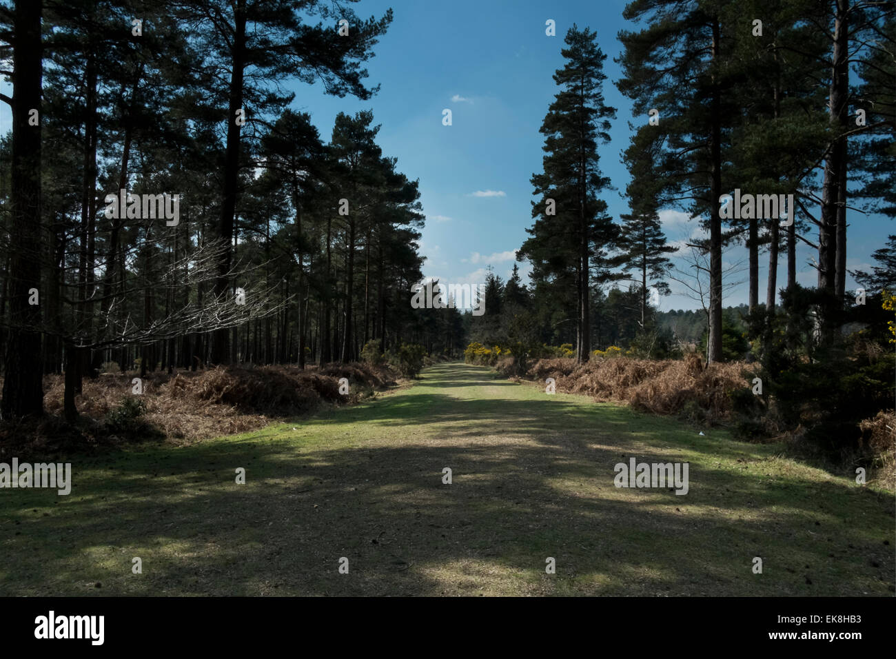 Beautiful spring day in the New Forest Hampshire Stock Photo - Alamy
