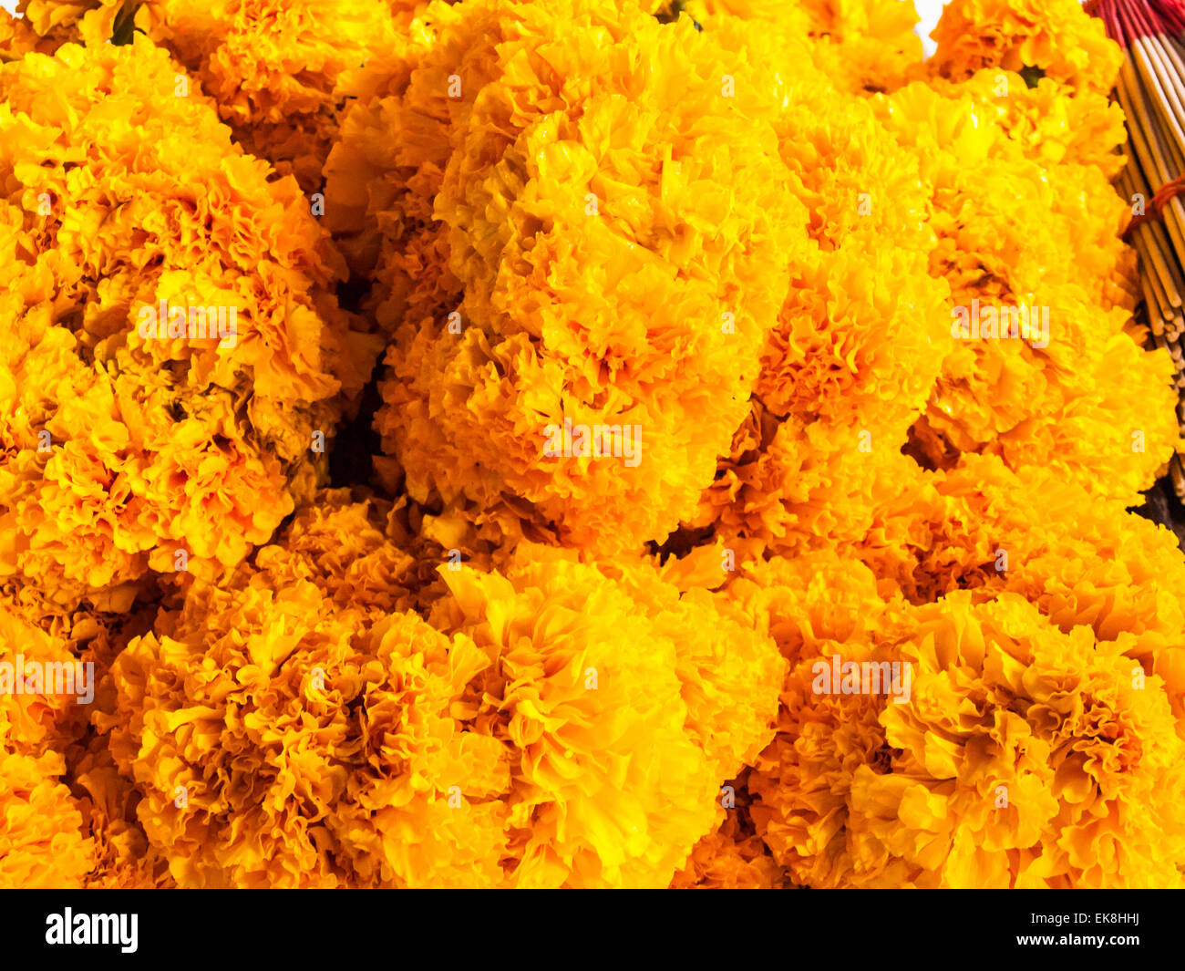 closeup of Marigold flowers texture background Stock Photo - Alamy