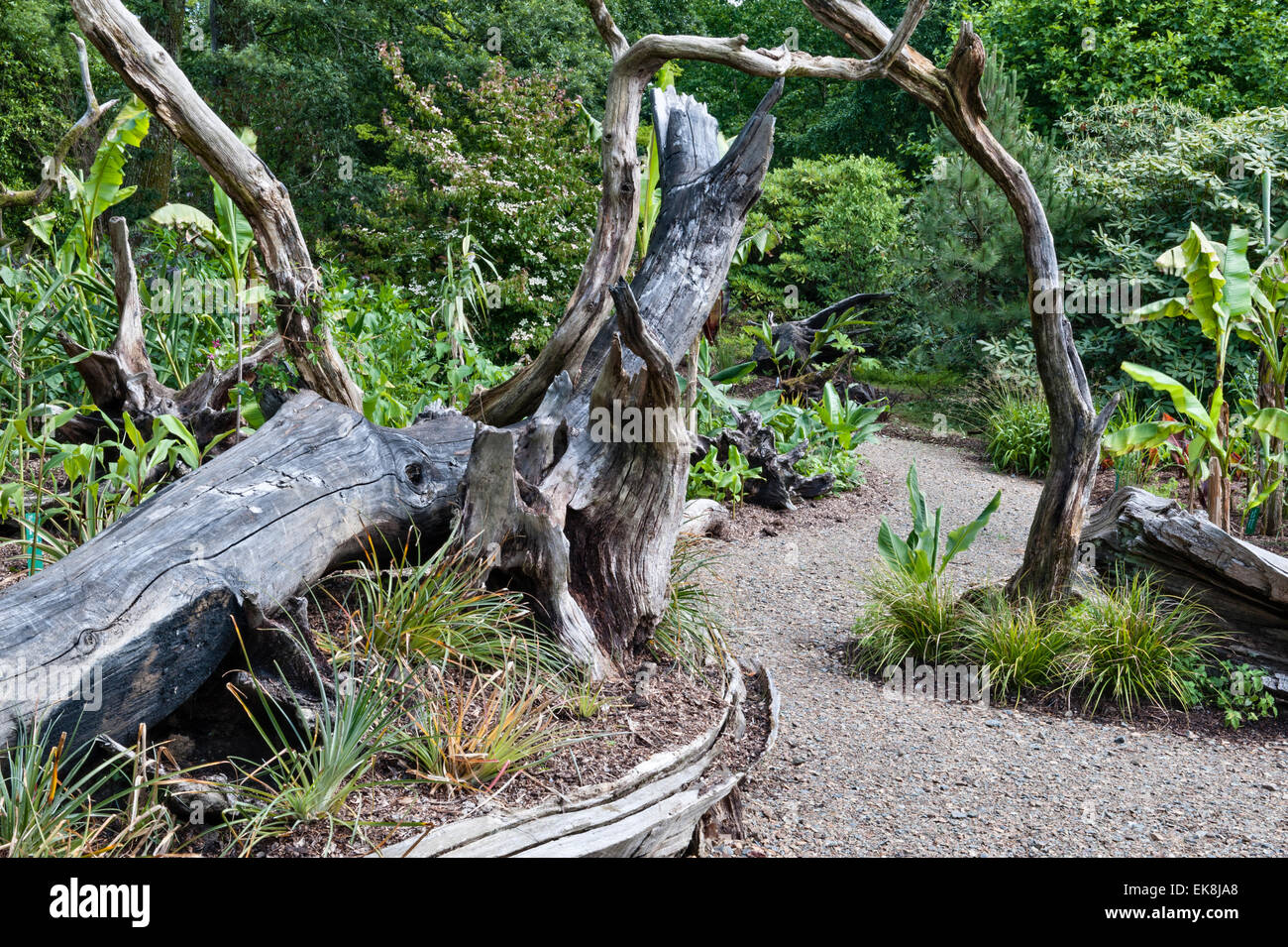 Stumpery hi-res stock photography and images - Alamy