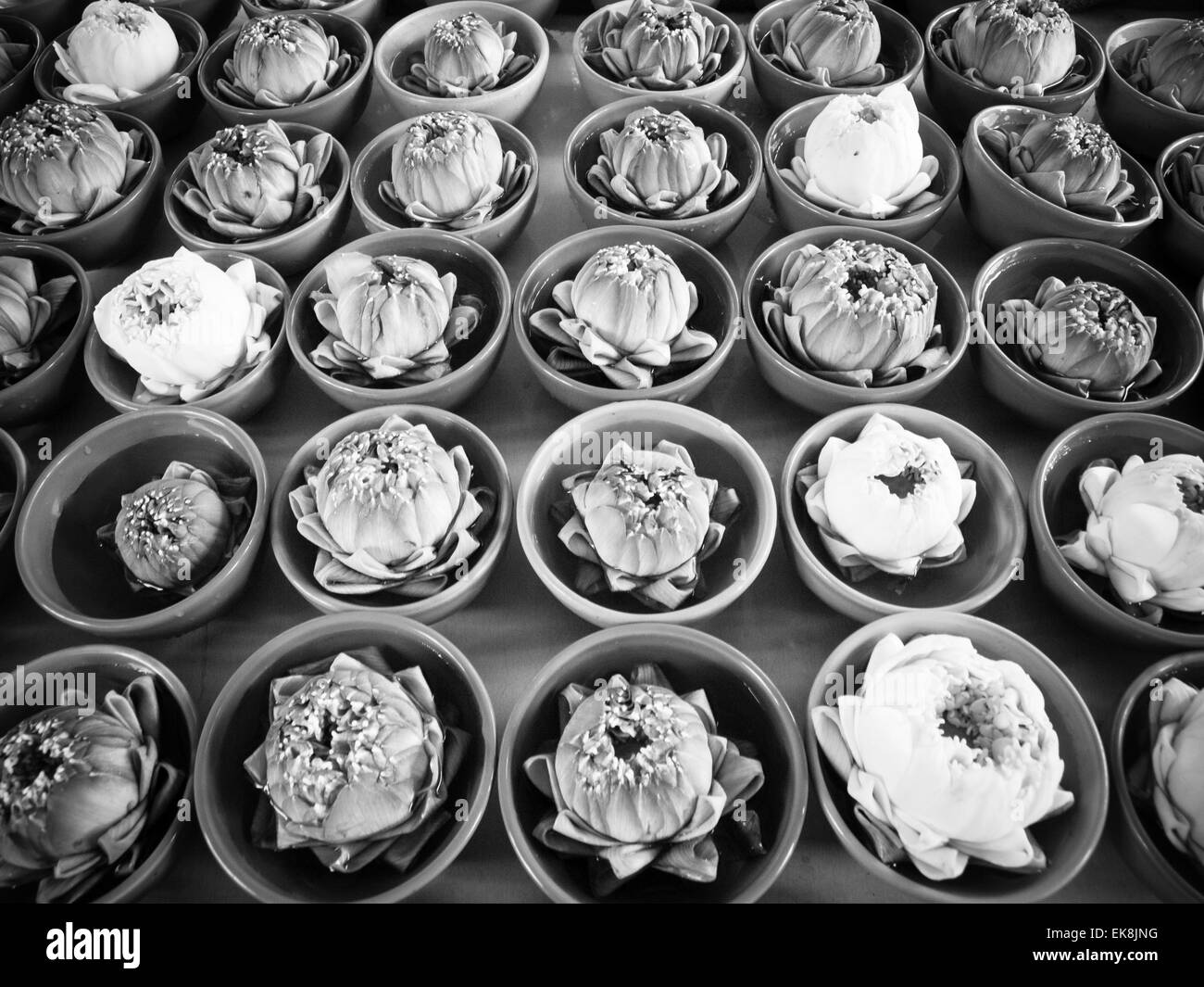 Thai traditional folded white and pink lotus in small green ceramic ...