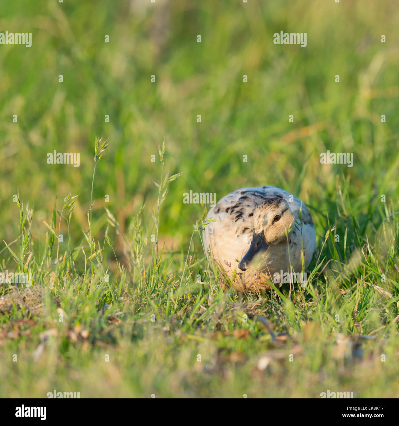 One single duck hi-res stock photography and images - Alamy