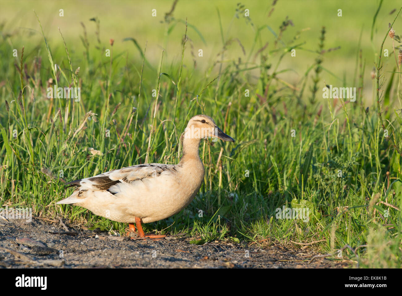Single duck walking in the sun Stock Photo - Alamy