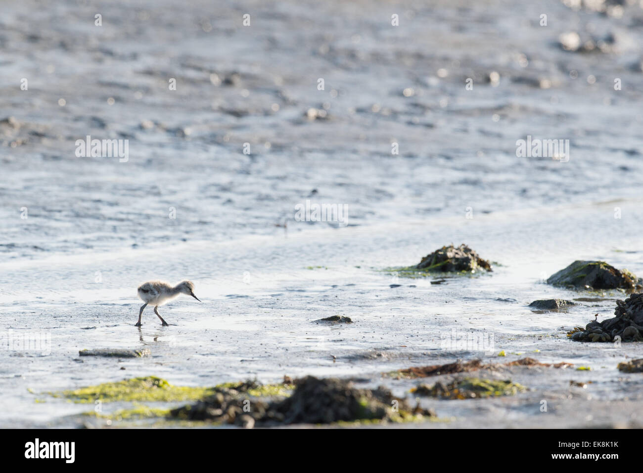 Forage in water hi-res stock photography and images - Alamy