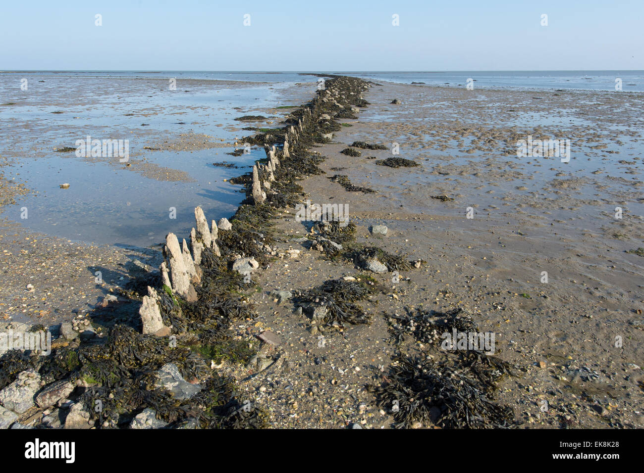 Shallow mudflat in Dutch wadden sea at Terschelling Stock Photo - Alamy