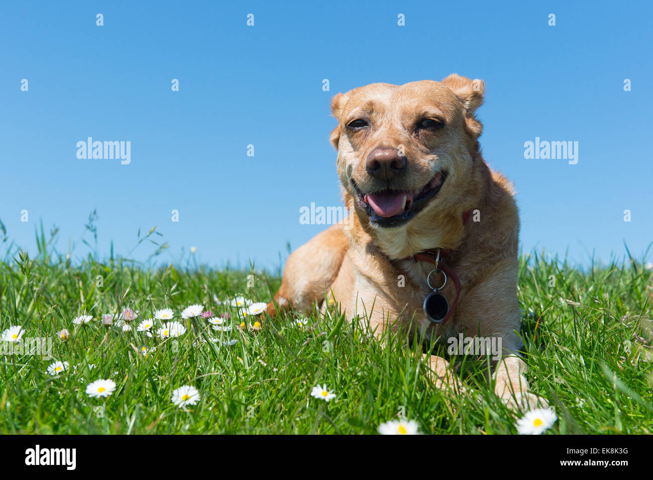 Brown cross breed dog hi-res stock photography and images - Alamy