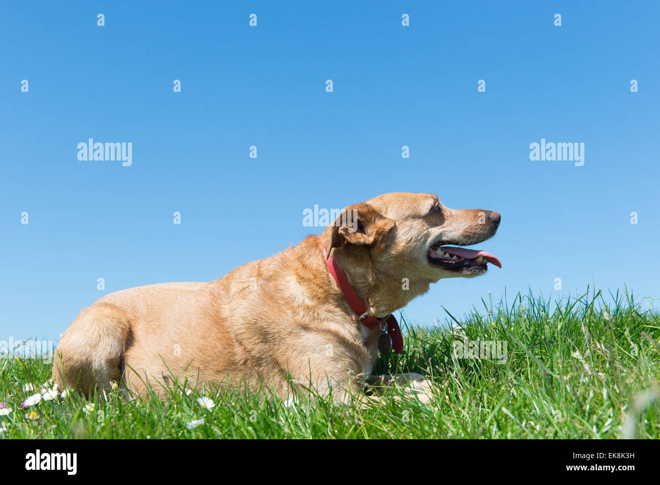 Brown cross breed dog hi-res stock photography and images - Alamy