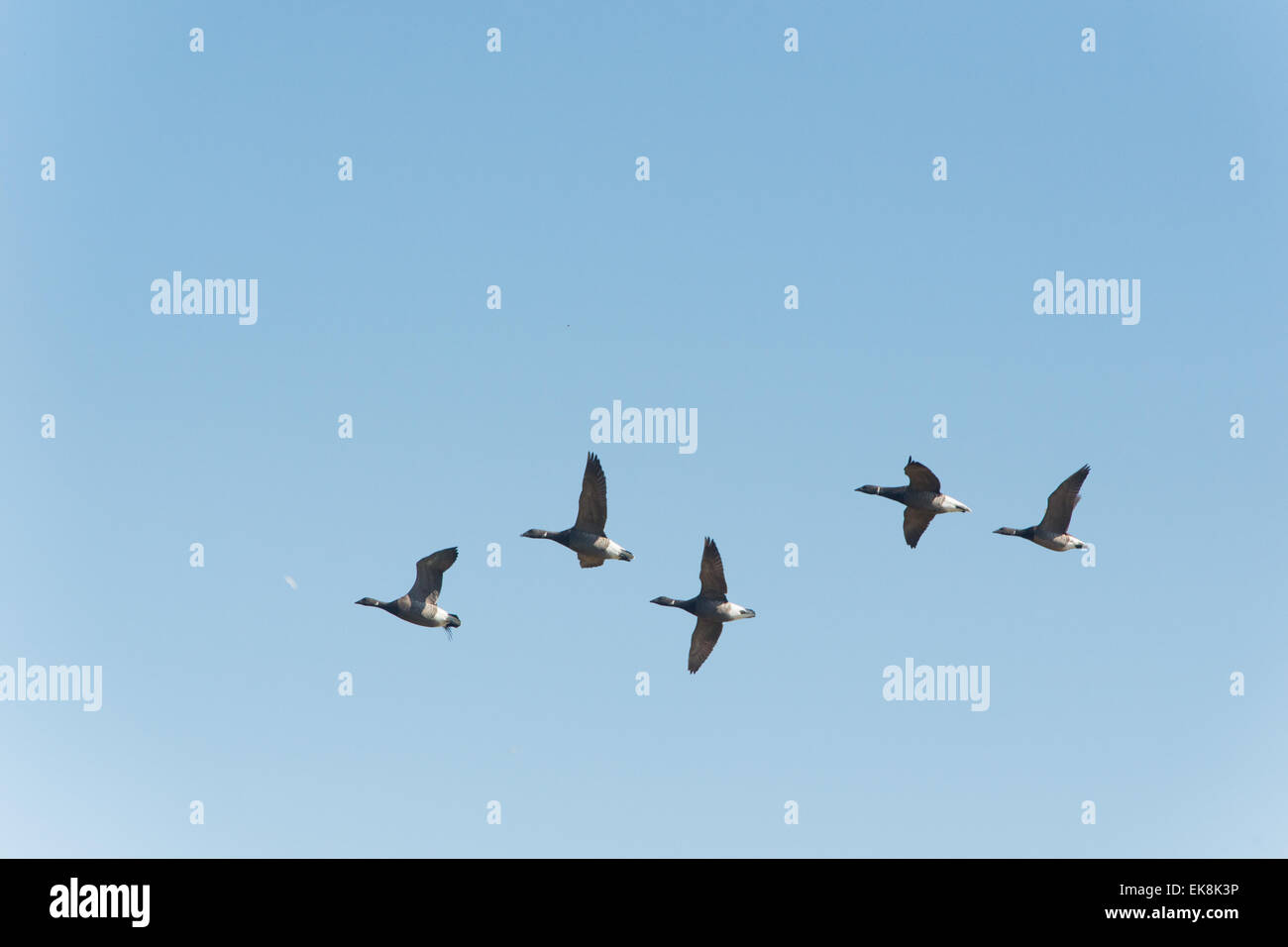 Group brent geese branta hi-res stock photography and images - Alamy