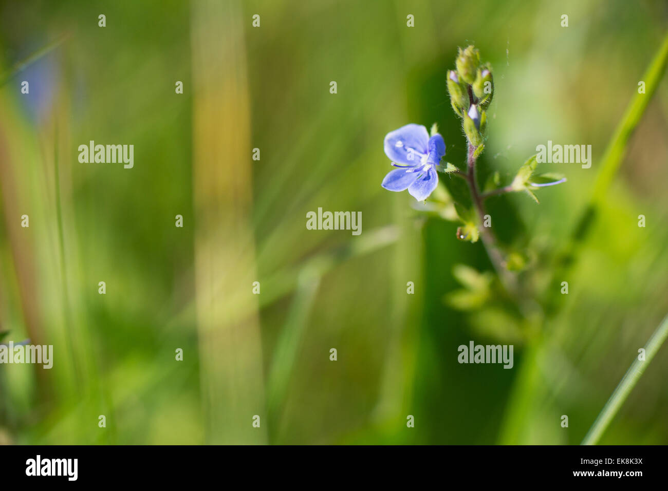 Little blue European speedwell in nature Stock Photo - Alamy