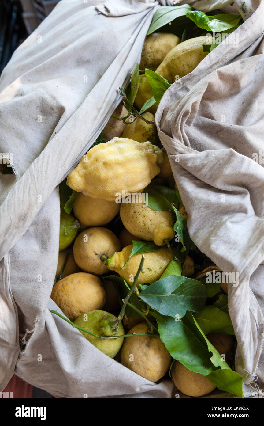 A sack of freshly picked Amalfi lemons, famous both for their size and ...