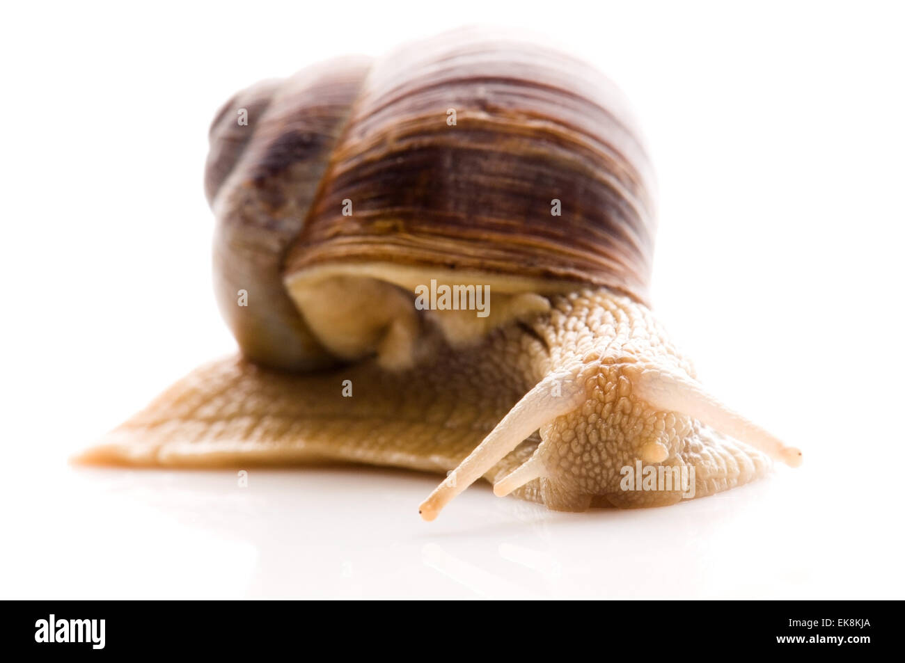 Snail. animal isolated on the white background Stock Photo - Alamy