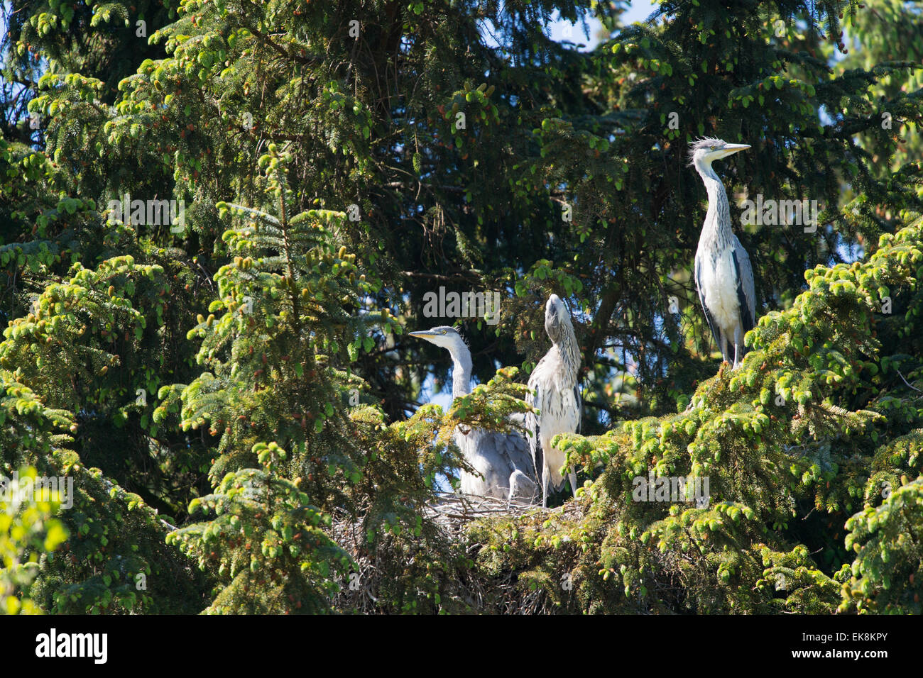 Heron in pine tree hi-res stock photography and images - Alamy