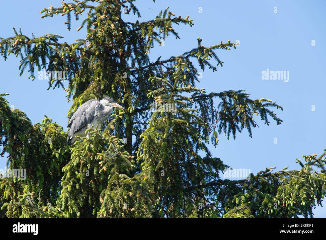 Heron high in tree hi-res stock photography and images - Alamy