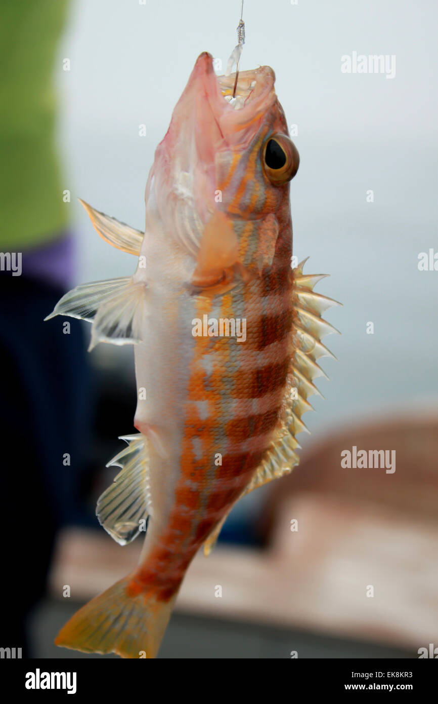 Photo hooked fish hi-res stock photography and images - Alamy