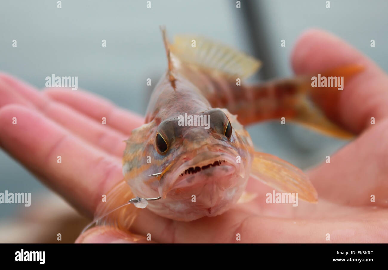 Photo hooked fish hi-res stock photography and images - Alamy