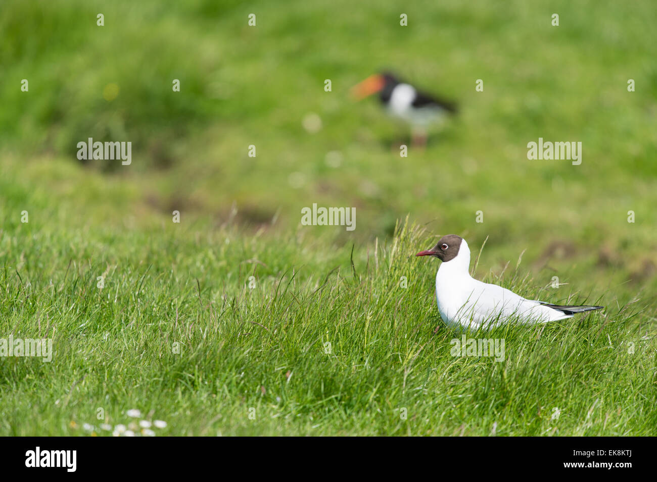 black-headed gull in field of grass Stock Photo - Alamy