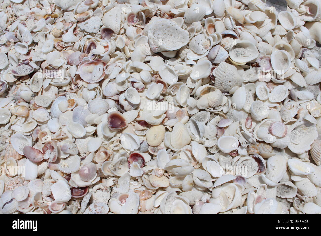 Beach shells hi-res stock photography and images - Alamy