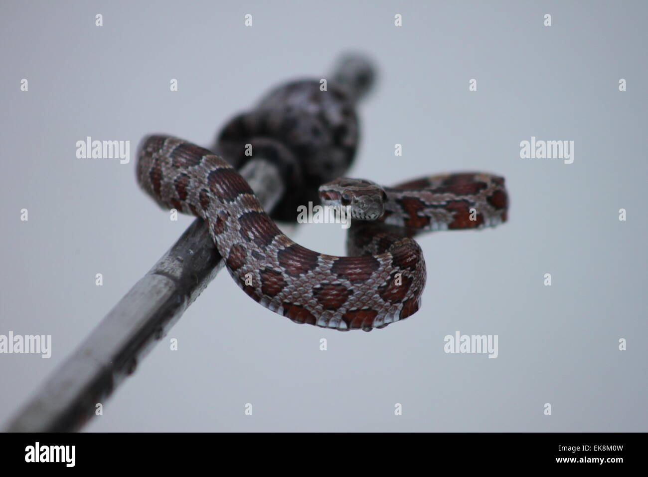 Snake on a stick Stock Photo - Alamy