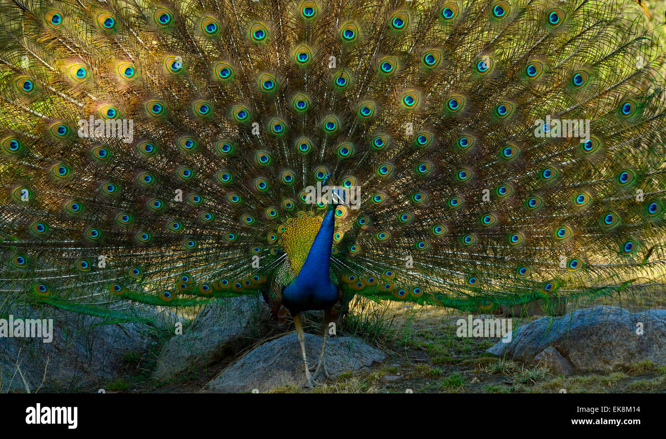 Peacock : Beauty redefined Stock Photo - Alamy