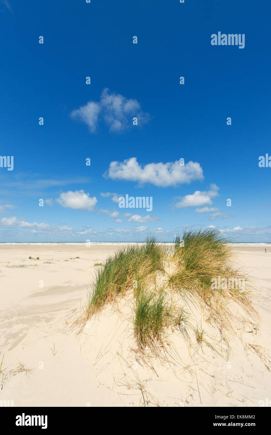 Sand dune at beach of Dutch wadden island Terschelling Stock Photo - Alamy