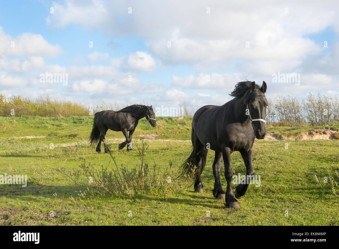 Frisian Horses in Dutch Friesland Stock Photo - Alamy