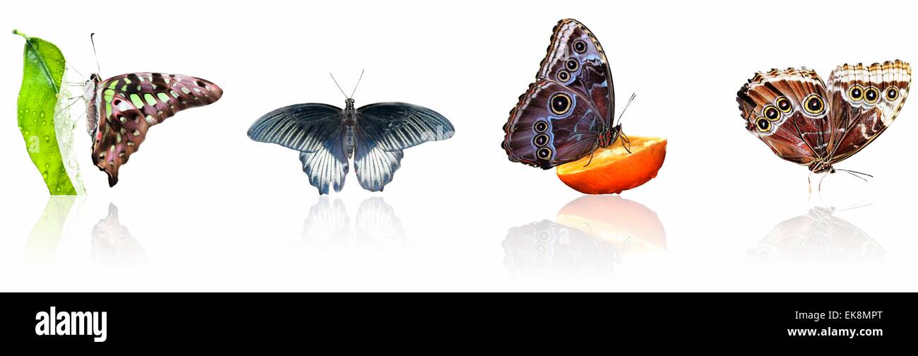Butterfly flying white background hi-res stock photography and images ...