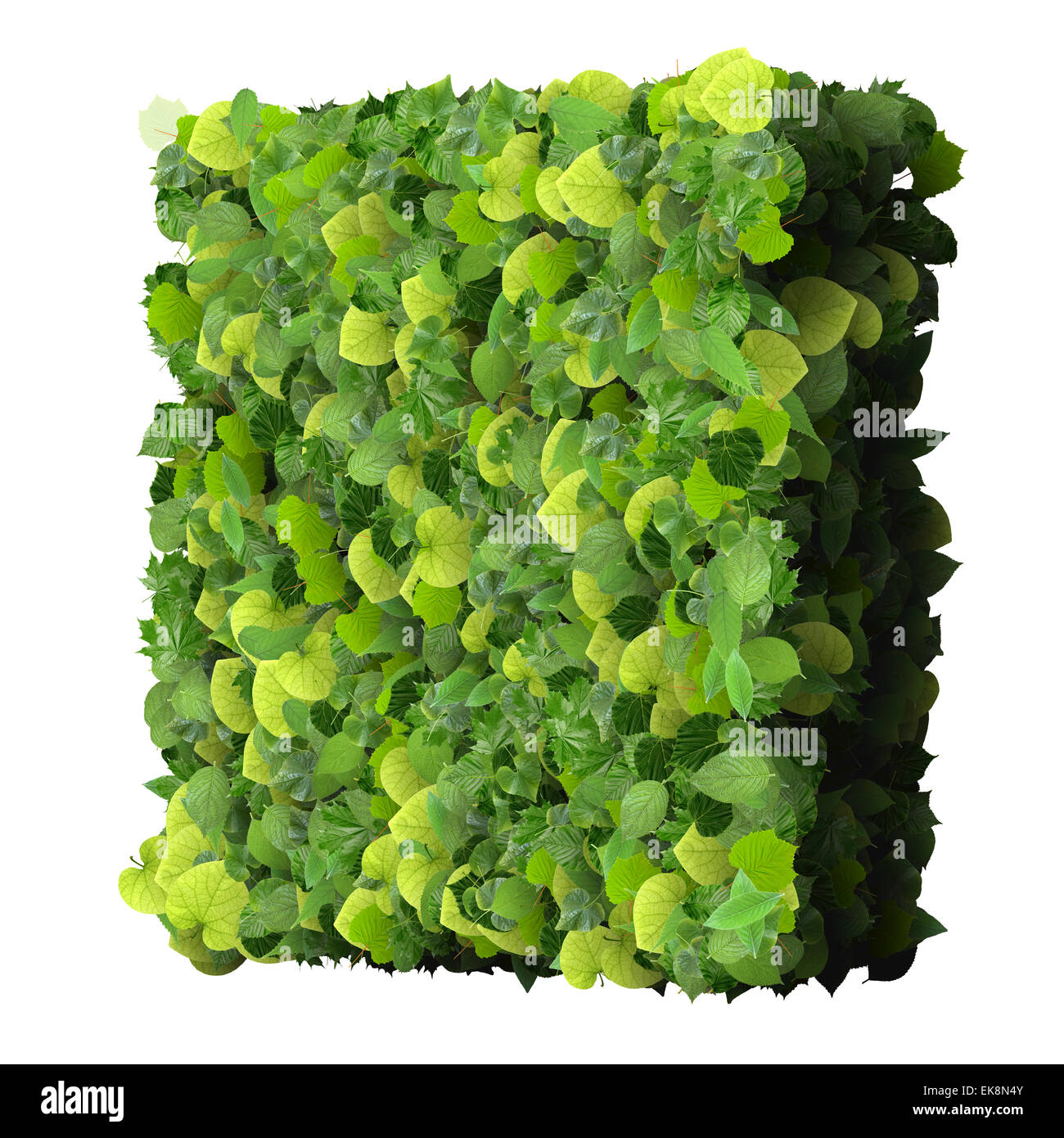 Square tree topiary Cut Out Stock Images & Pictures - Alamy
