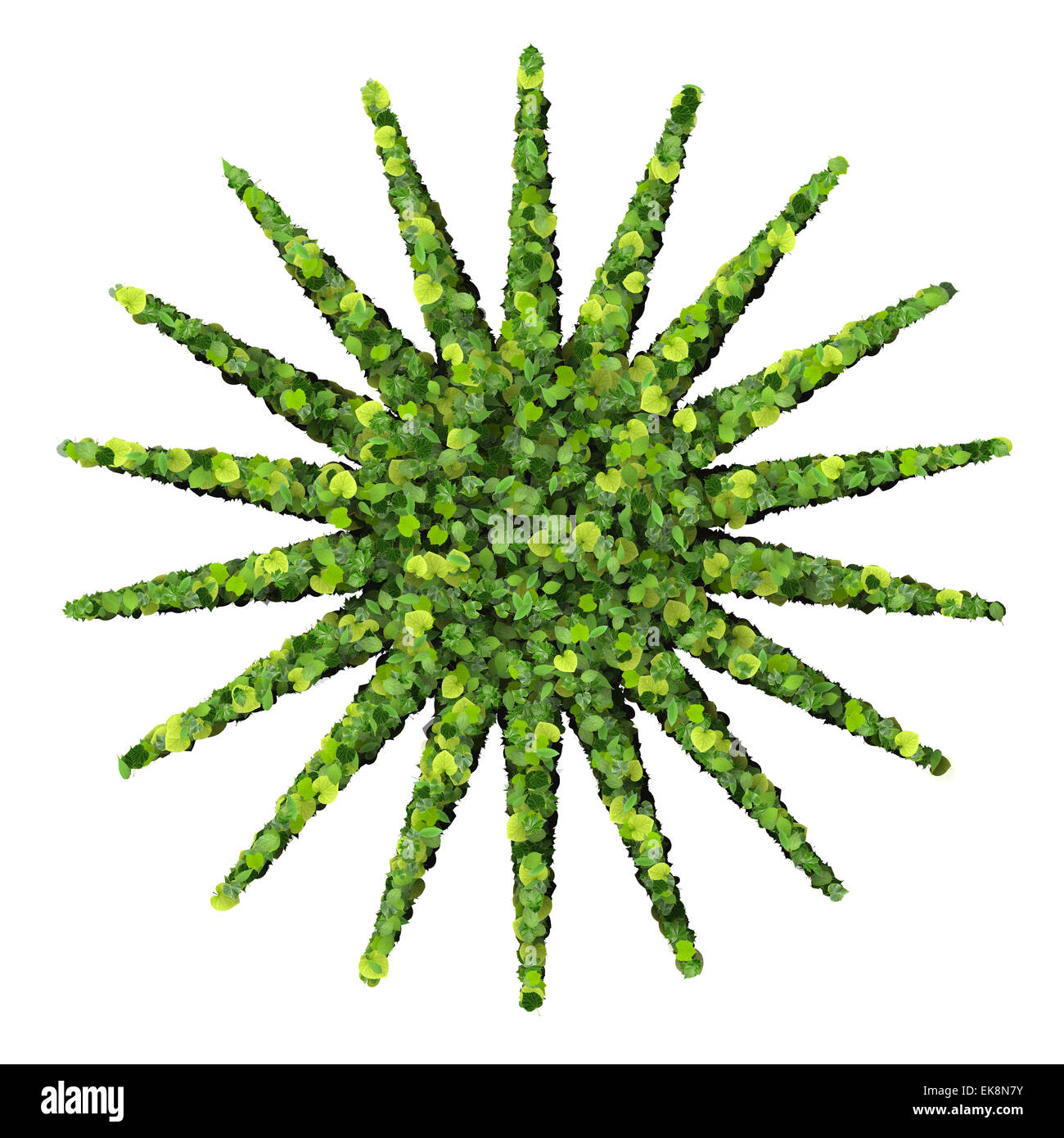 Star / sun made from green leaves isolated on white background. 3D ...