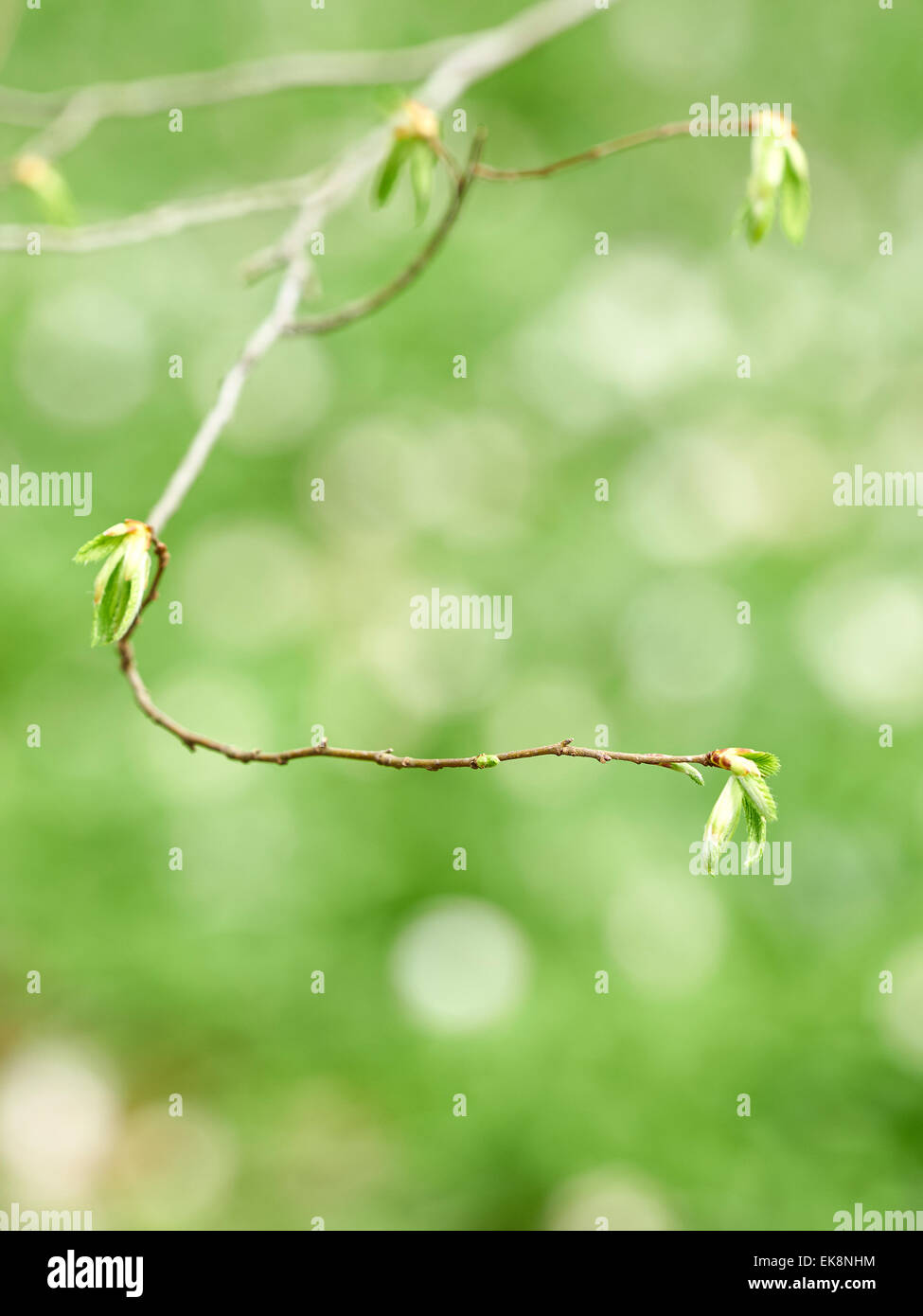 Natural spring growth england hi-res stock photography and images - Alamy