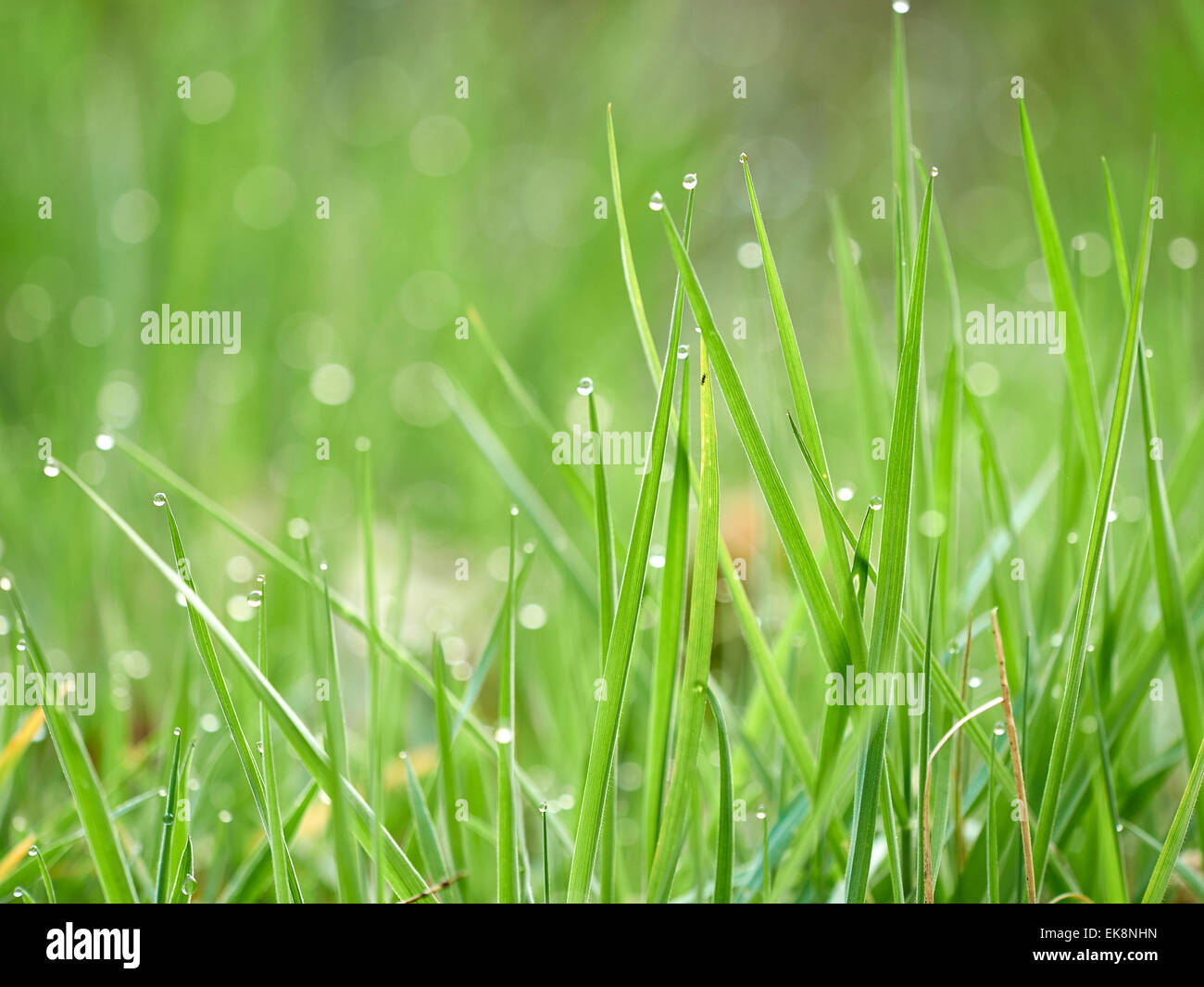 Airy grass hi-res stock photography and images - Alamy